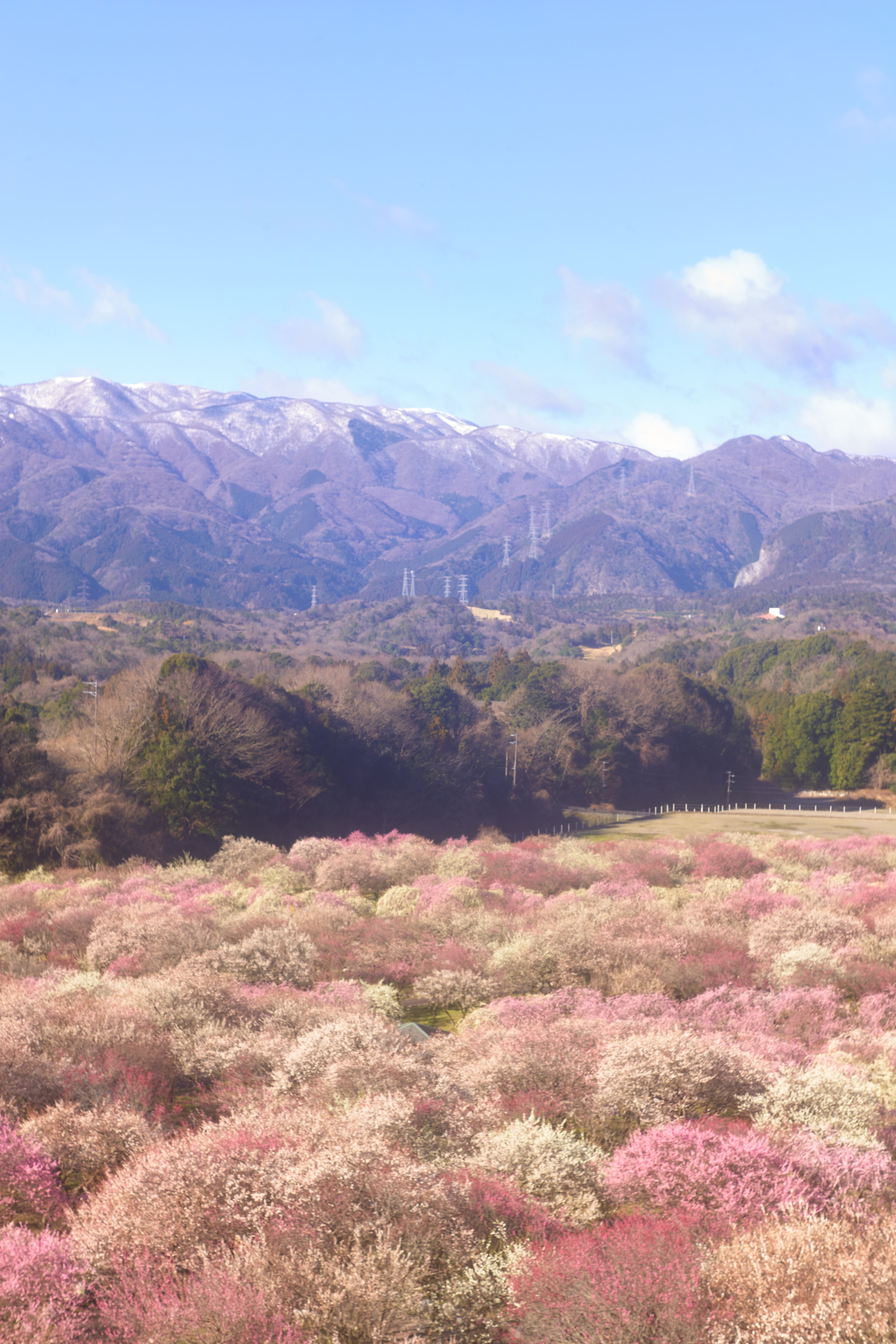 Inabe City Plum Grove Park | Inabe - Journey into life.